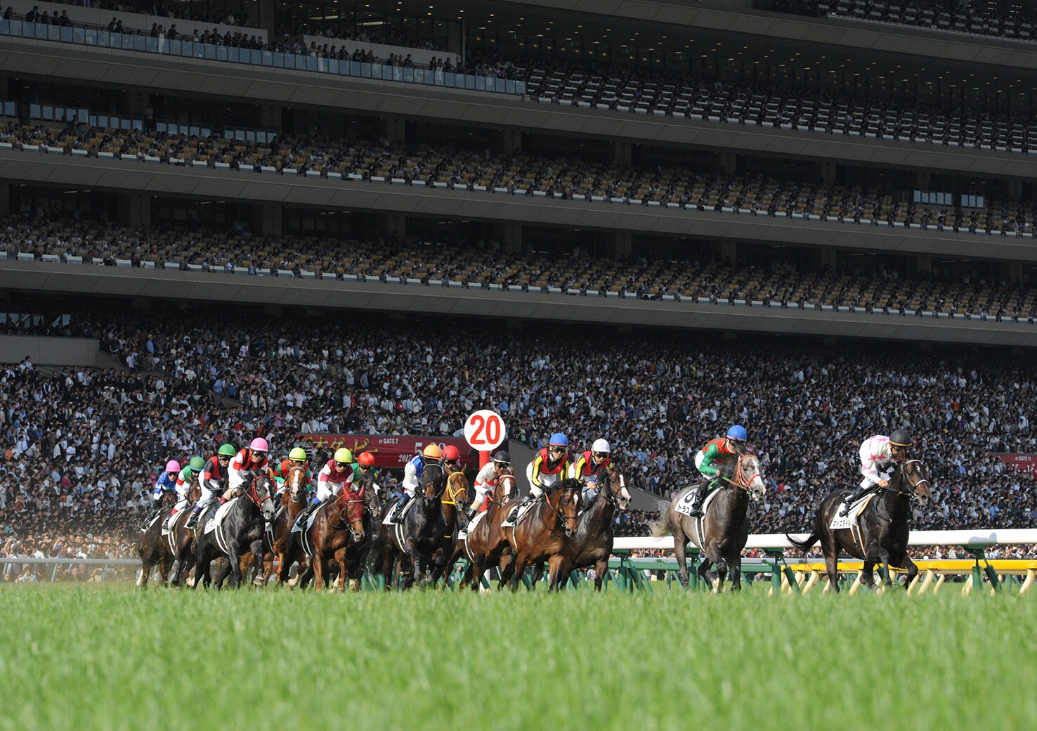Something for Everyone at JRA's Tokyo Racecourse | TIPS