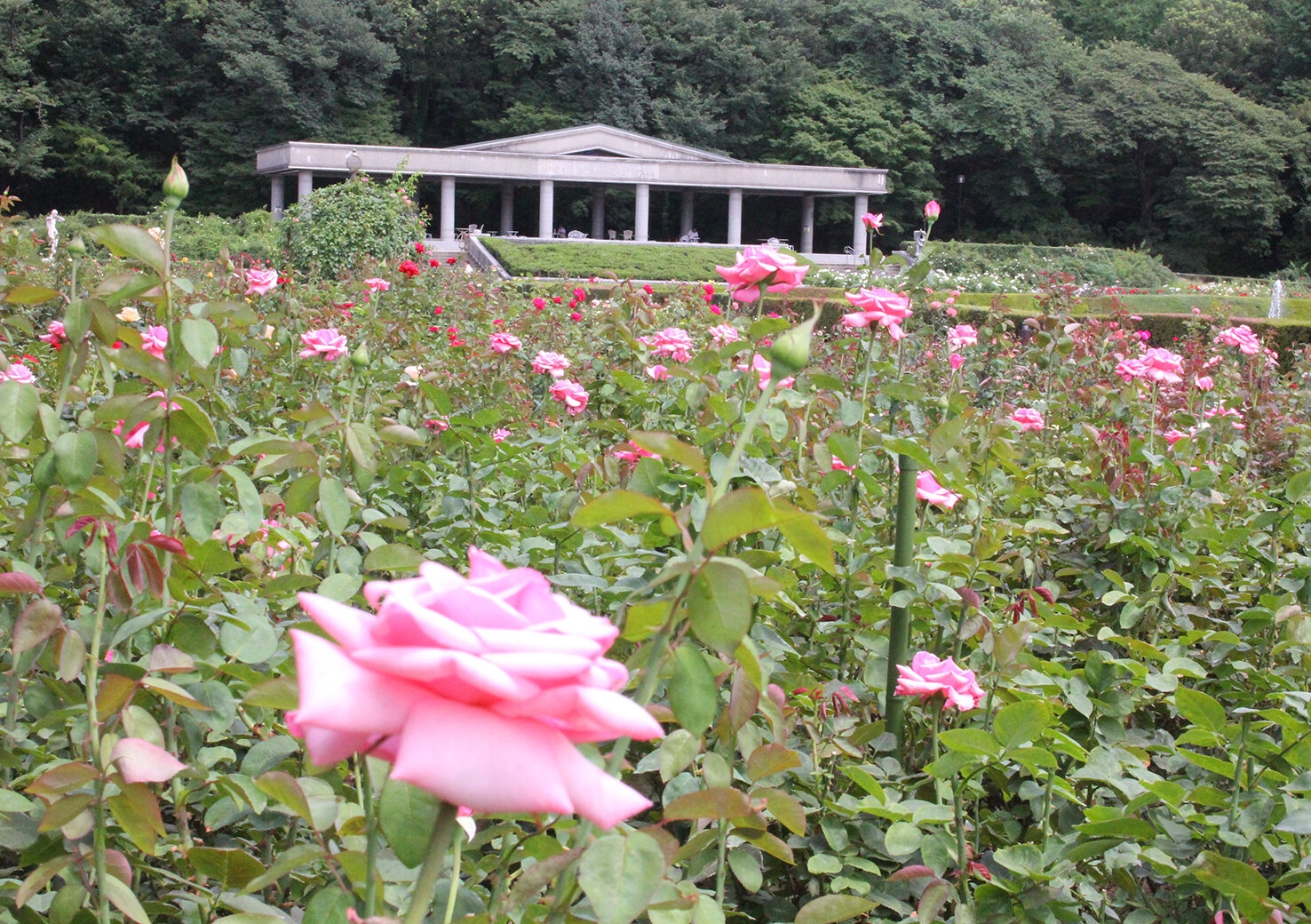 Find Your Zen in Chofu: Beyond Jindaiji Temple | TIPS