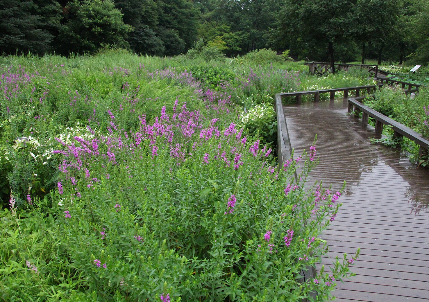 Find Your Zen in Chofu: Beyond Jindaiji Temple | TIPS