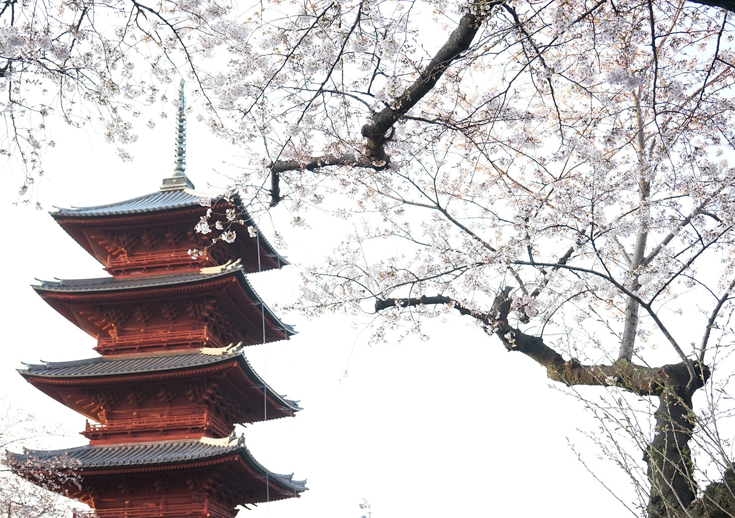 In Search of Hanami Flower Viewing Across the Tokyo Area! | TIPS