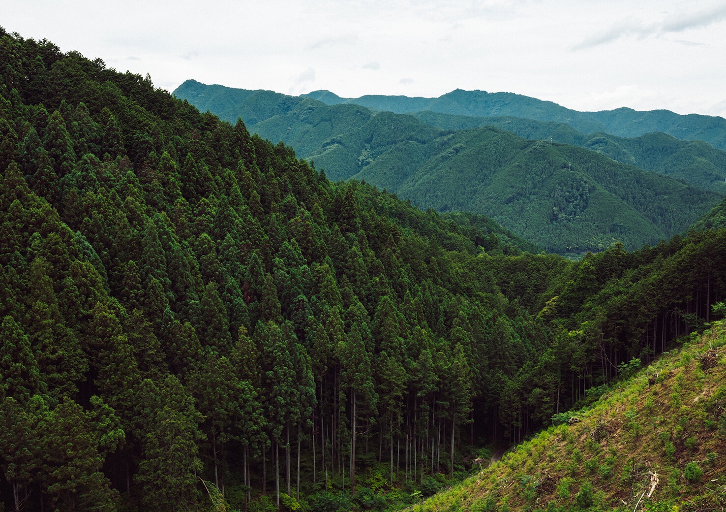 Tokyo Forestry Support Crew's Role in Maintaining the Metropolis | TIPS